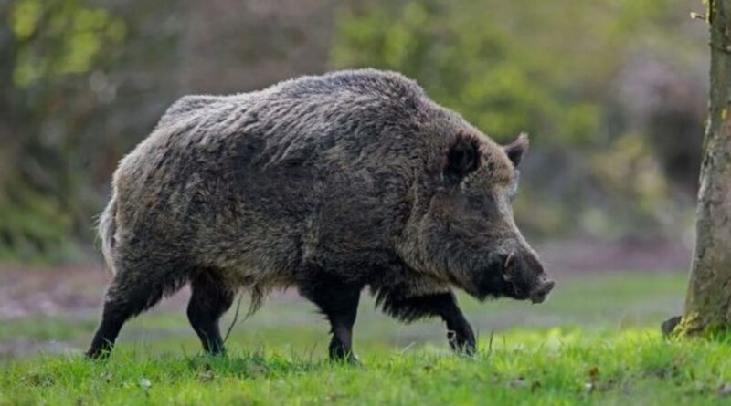 Sanglier blesse un garçon de 11 ans à Marchienne-au-Pont | 1001infos